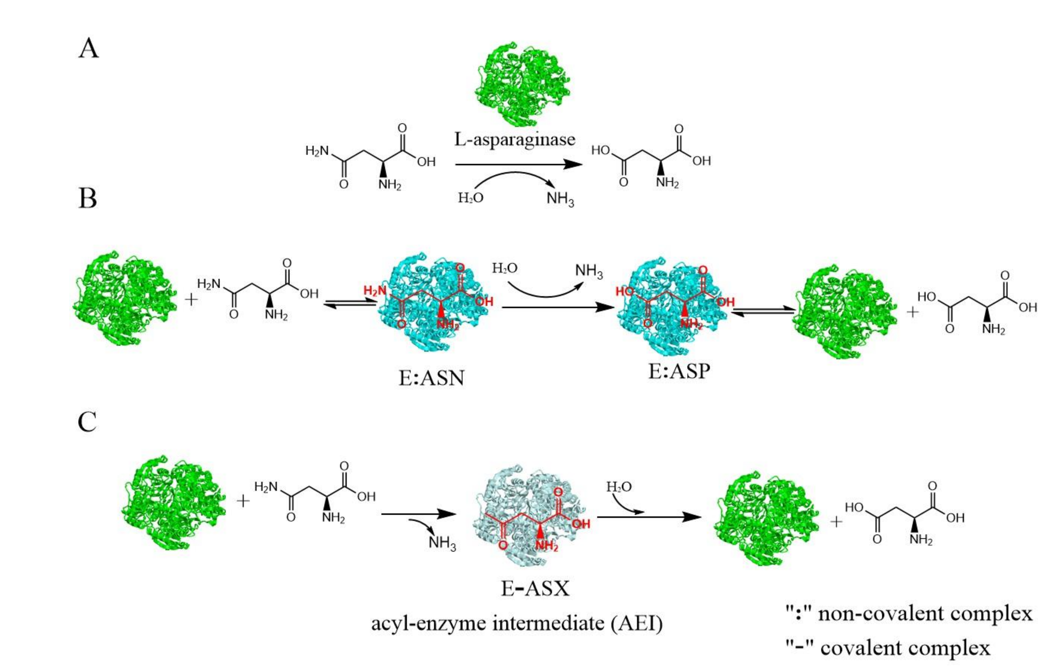Microbial L-asparaginase for Application in Acrylamide Microbial L-asparaginase for Application in Acrylamide