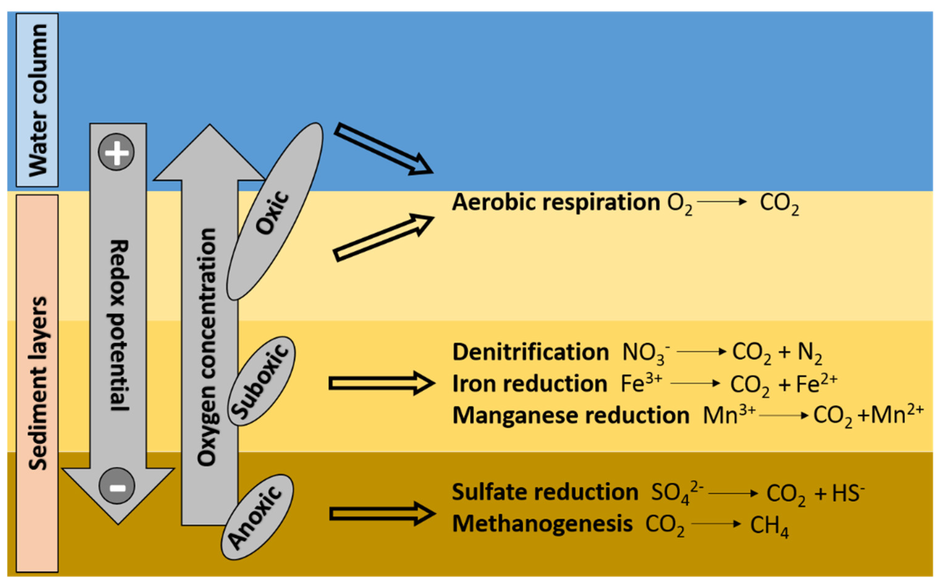 Bacteria, Fungi and Microalgae for the Bioremediation of Marine Sediments Contaminated by ...