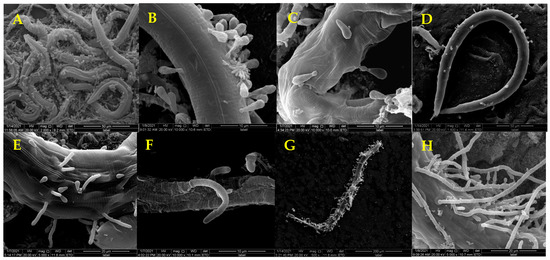 Endoparasitic