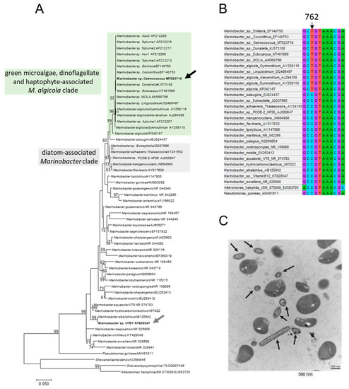 Features of the Opportunistic Behaviour of the Marine Bacterium ...