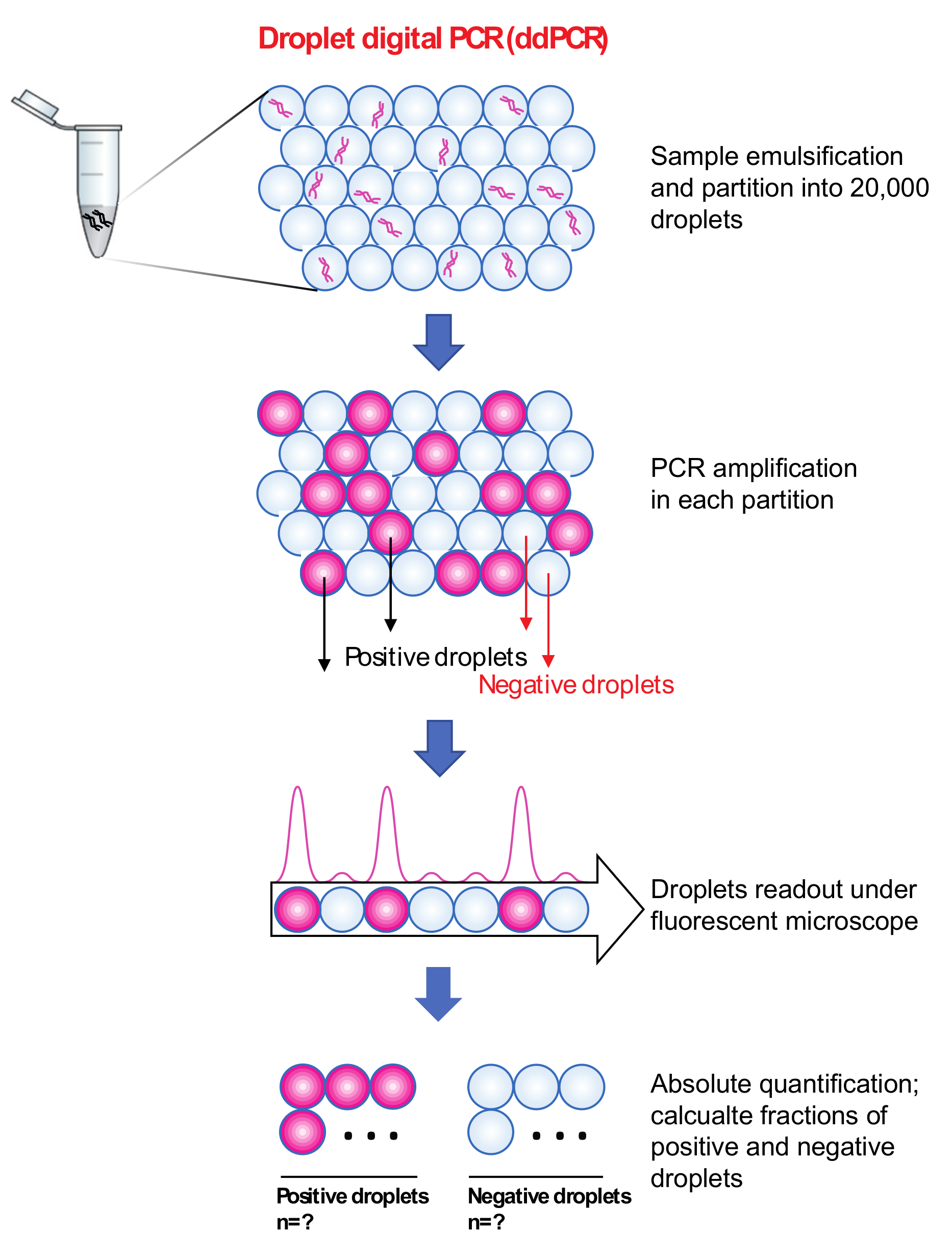Current Applications of Absolute Bacterial Quantification in Microbiome ...