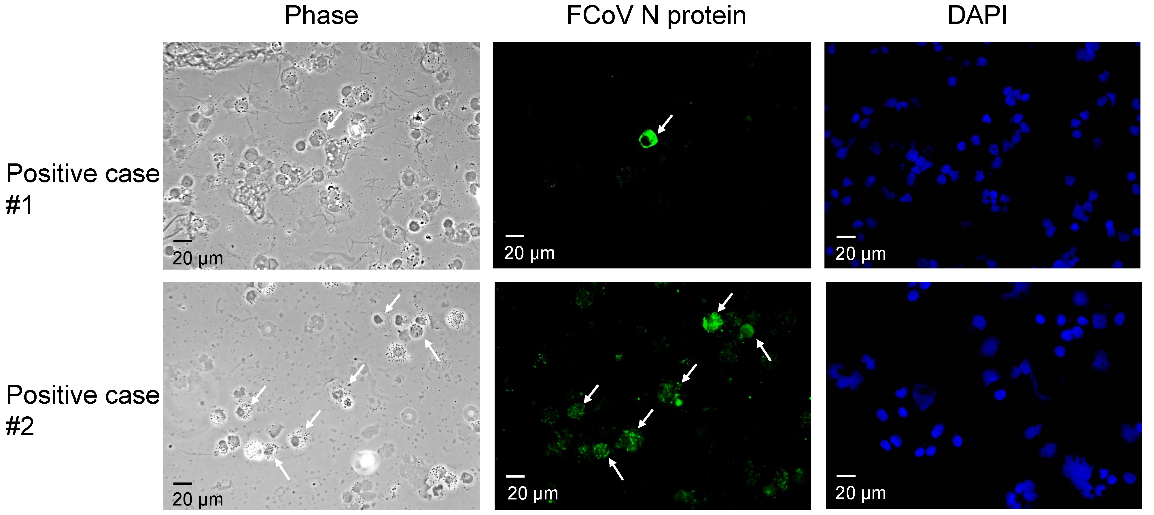 Feline Coronaviruses Identified in Feline Effusions in Suspected Cases ...