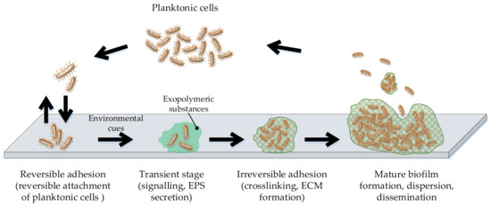 Microorganisms | Free Full-Text | Antibiofouling Activity of Graphene ...