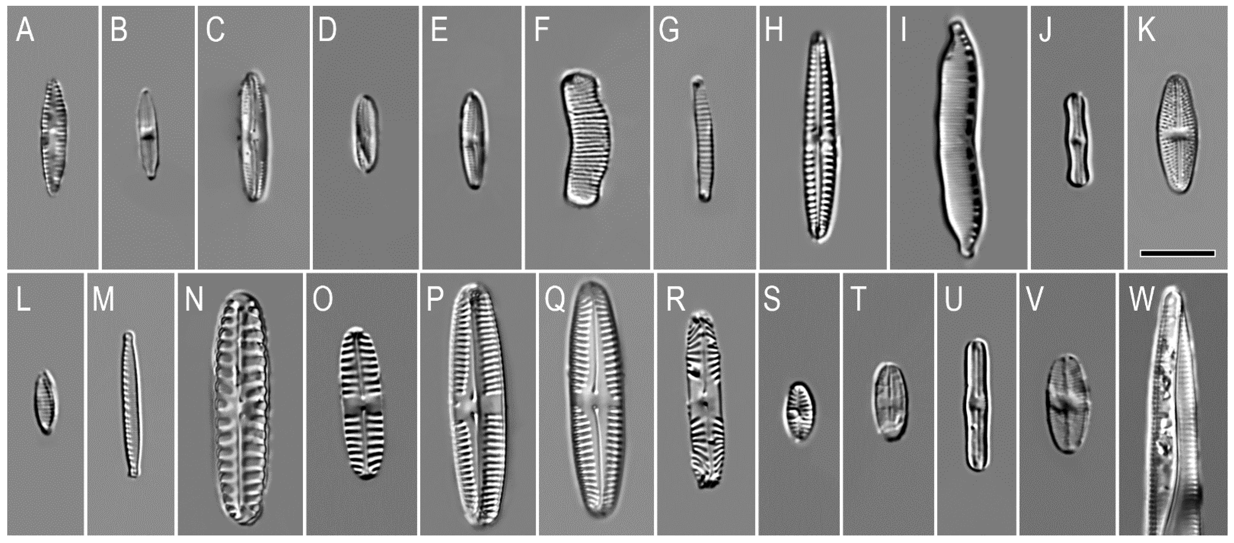 Diatoms in Volcanic Soils of Mutnovsky and Gorely Volcanoes (Kamchatka ...