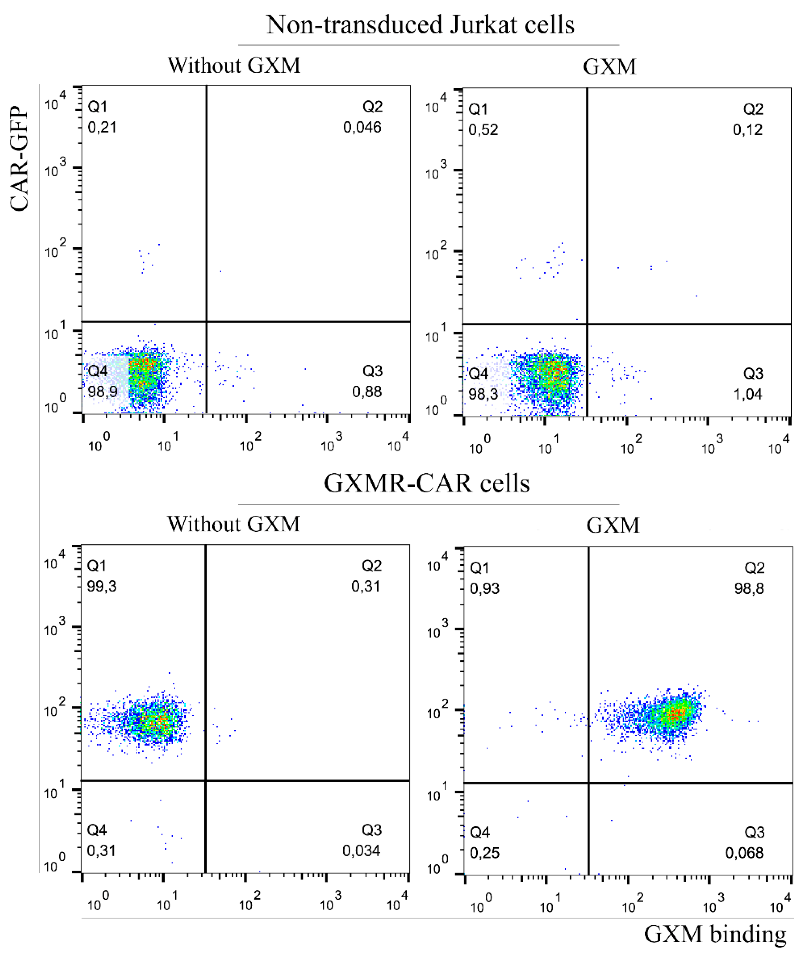 Titan Cells and Yeast Forms of Cryptococcus neoformans and Cryptococcus ...
