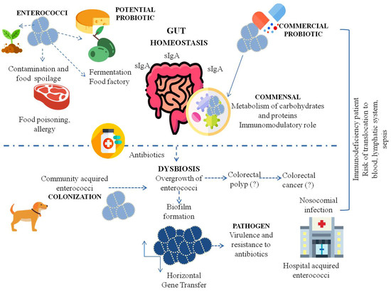 Microorganisms | Free Full-Text | The Many Faces of Enterococcus spp ...