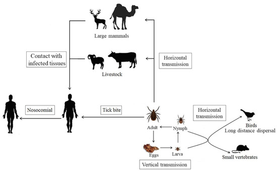 Crimean-Congo Hemorrhagic Fever Virus in Asia, Africa and Europe