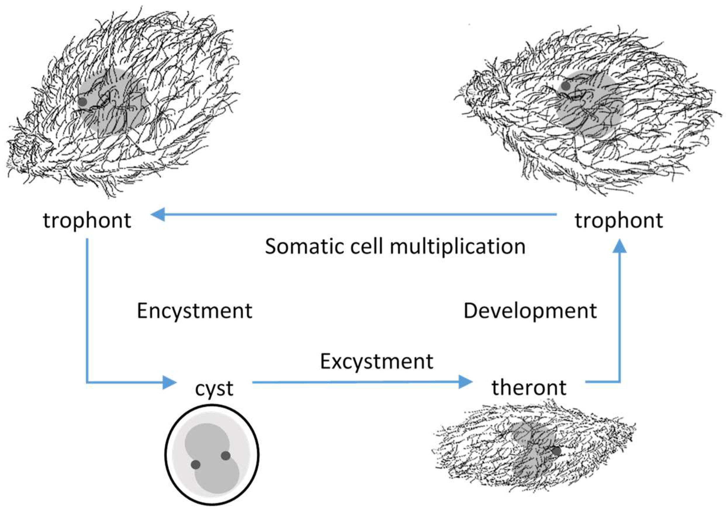 Infection of Slugs with Theronts of the Ciliate Protozoan, Tetrahymena ...