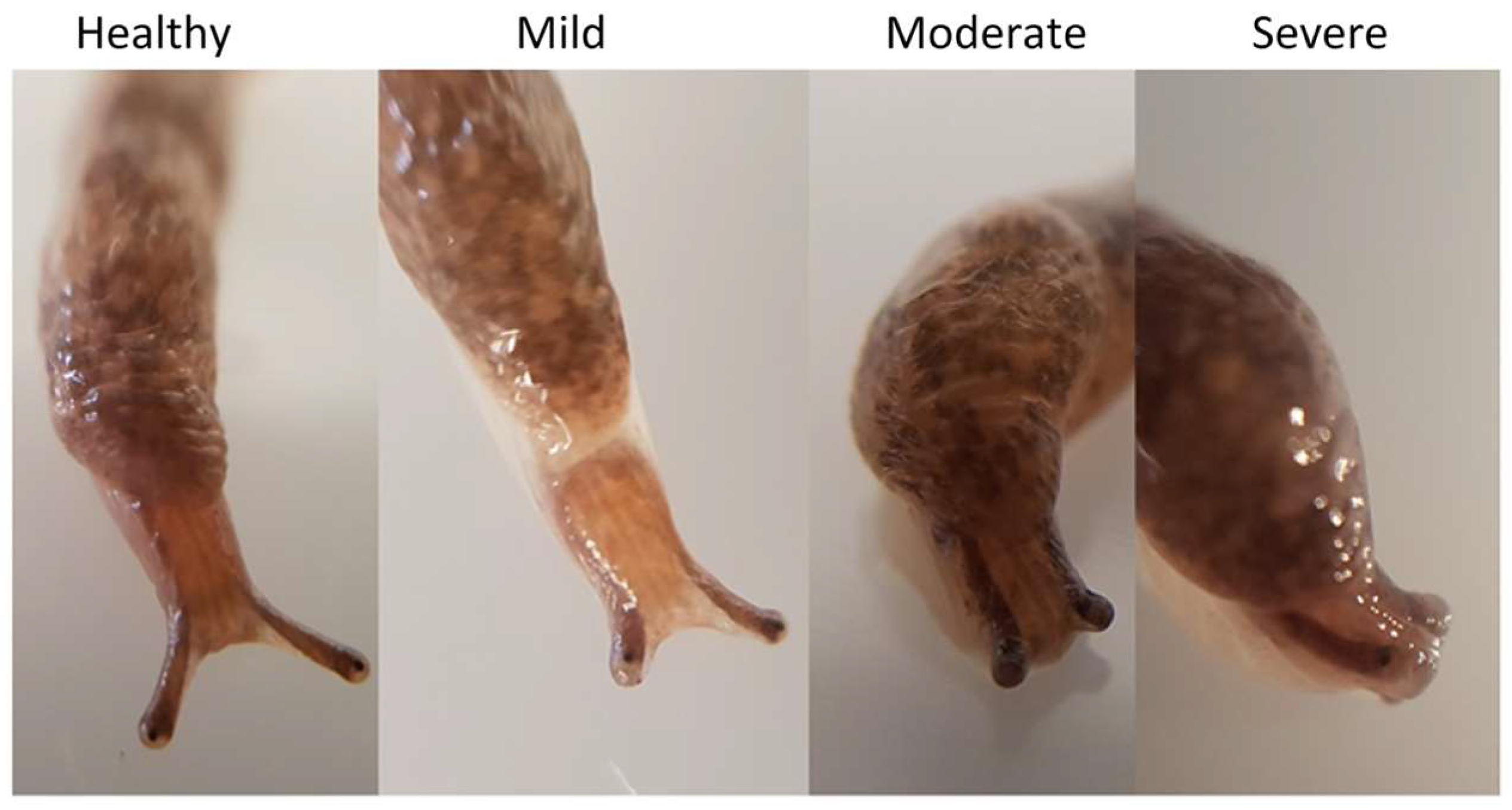 Infection of Slugs with Theronts of the Ciliate Protozoan, Tetrahymena ...
