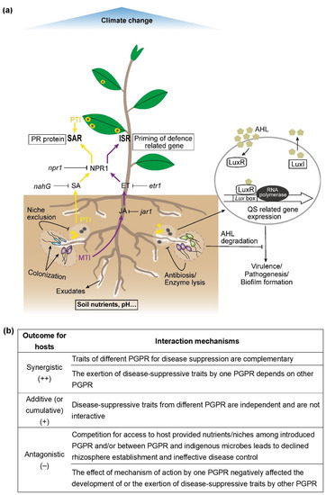 Pathogen Biocontrol Using Plant Growth-Promoting Bacteria (PGPR): Role ...