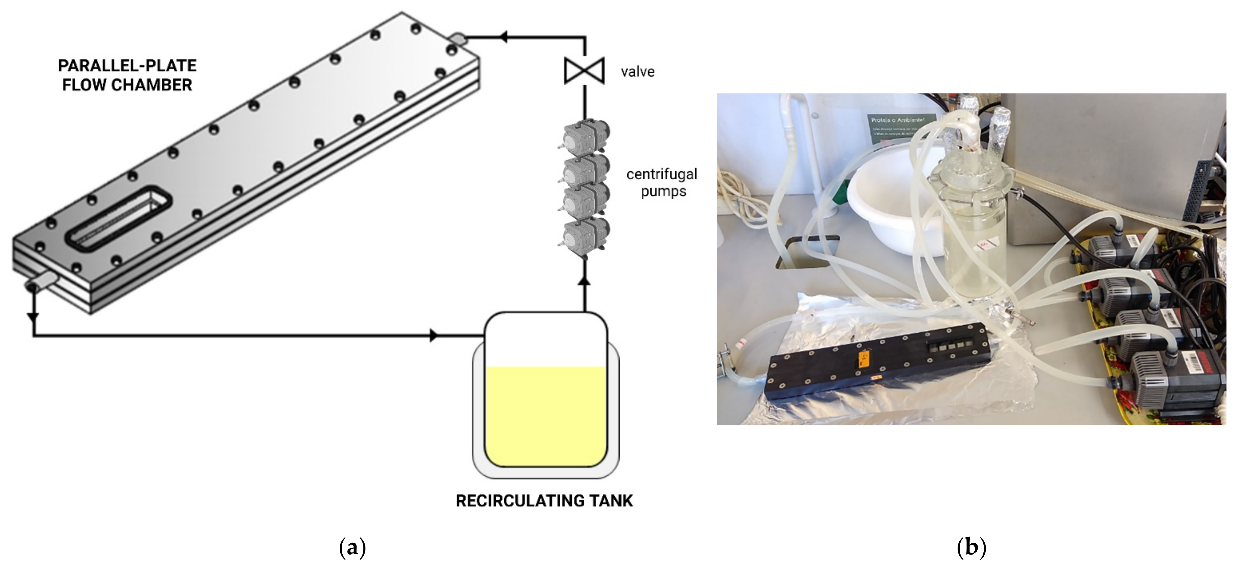 A Selection of Platforms to Evaluate Surface Adhesion and Biofilm ...