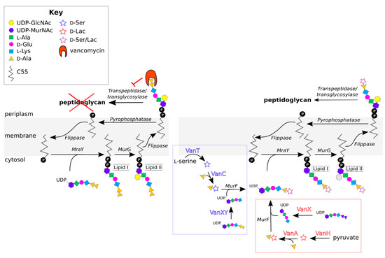 Regulation of Resistance in Vancomycin-Resistant Enterococci: The VanRS ...