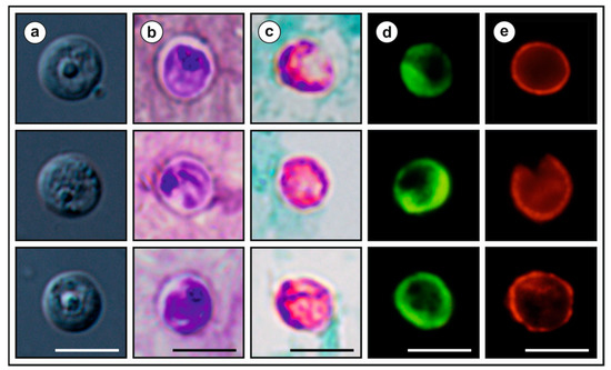 Cryptosporidium sciurinum n. sp. (Apicomplexa: Cryptosporidiidae) in ...