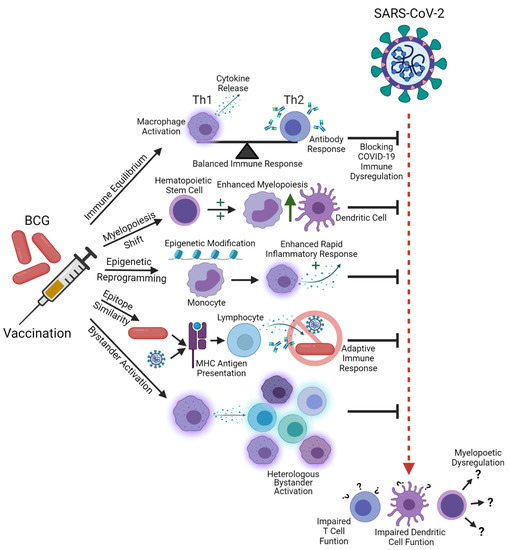 Frontiers A Century Of BCG Vaccination: Immune Mechanisms,, 59% OFF Frontiers A Century Of BCG Vaccination: Immune Mechanisms,, 59% OFF