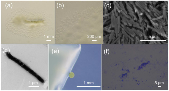 Microorganisms | Free Full-Text | The Predatory Myxobacterium ...