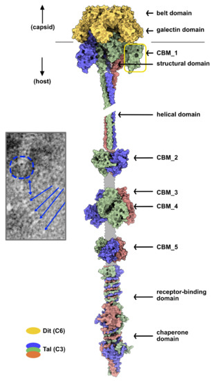 Microorganisms | Free Full-Text | Structure and Topology Prediction of Phage Adhesion Devices ...