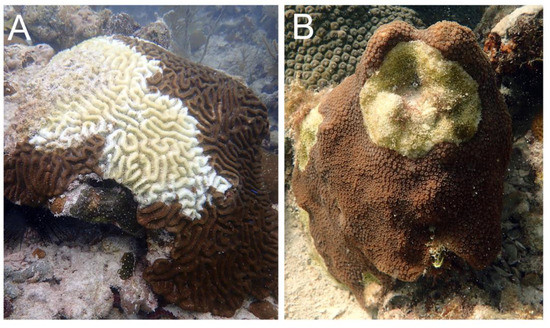 Characterization of the Microbiome of Corals with Stony Coral Tissue ...