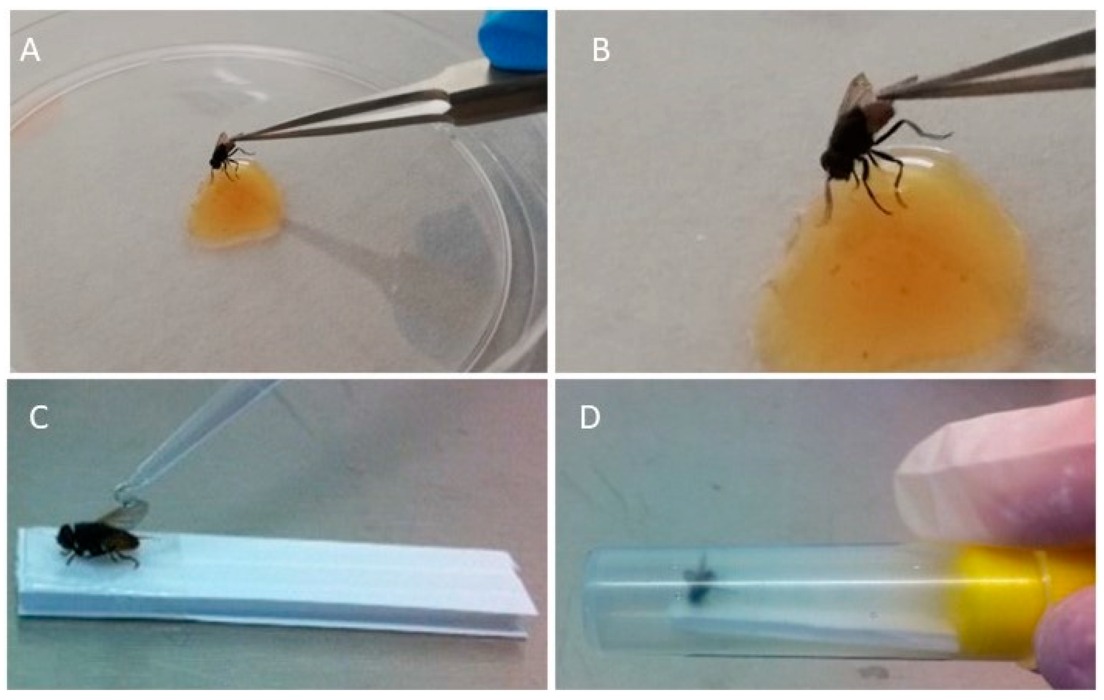 Study on the Role of the Common House Fly, Musca domestica, in the ...