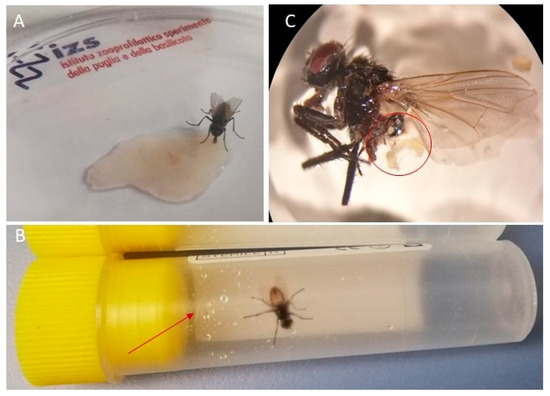 Microorganisms | Special Issue : Vector-Pathogen-Host Dynamics ...