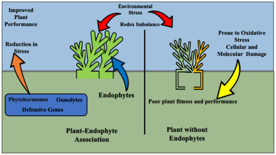 Microorganisms | Free Full-Text | Interaction between Grasses and ...