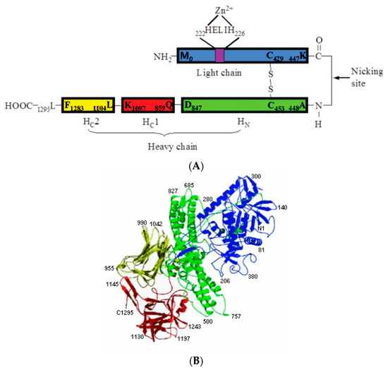 Clostridial Neurotoxins: Structure, Function and Implications to Other ...