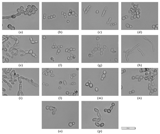 Wine Yeasts Selection: Laboratory Characterization and Protocol Review