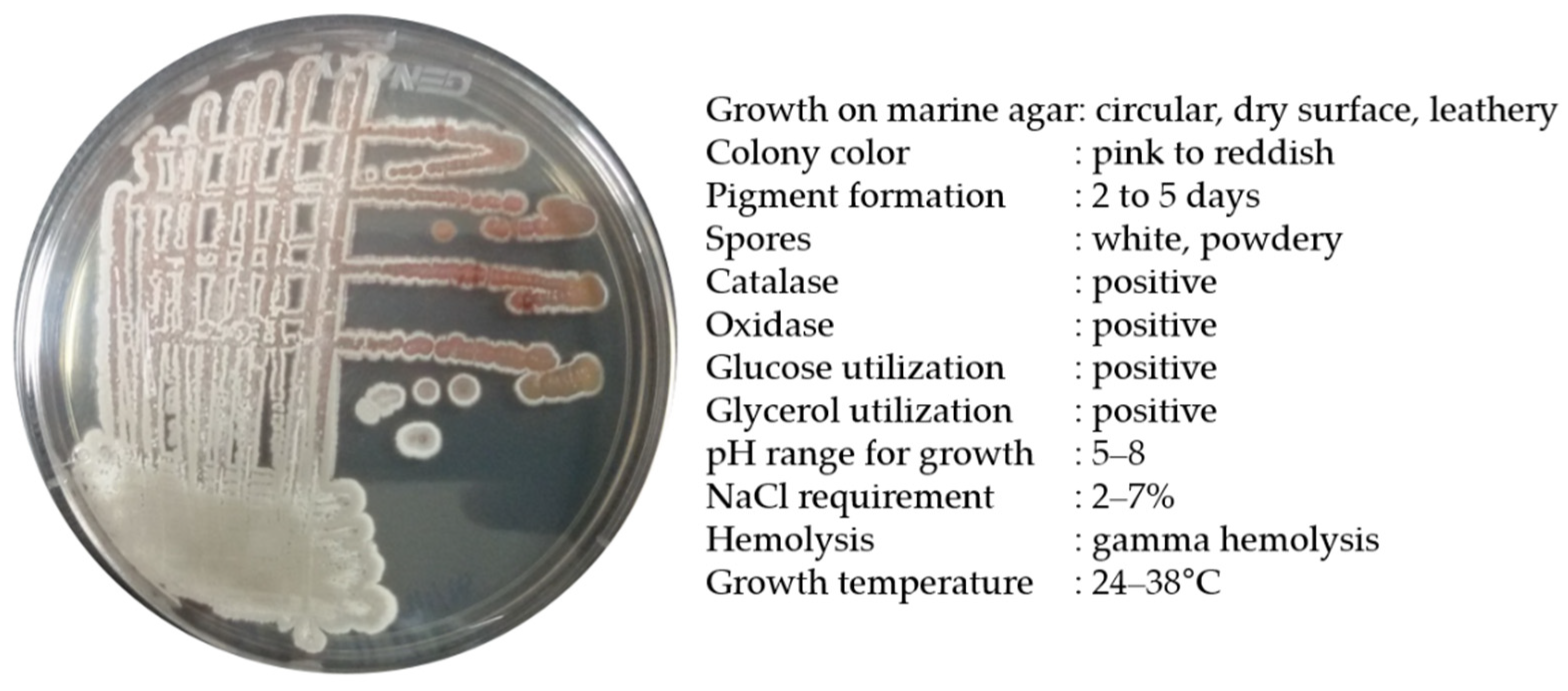 Complete Genome Analysis of Undecylprodigiosin Pigment Biosynthesizing ...