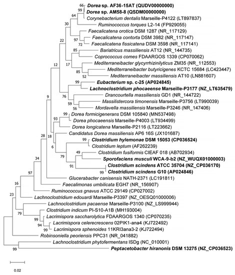 Microorganisms | Free Full-Text | Comparative Genomic and Physiological ...
