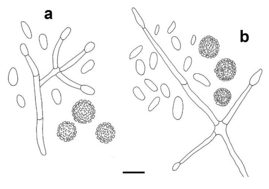 Diversity and Host Relationships of the Mycoparasite Sepedonium ...