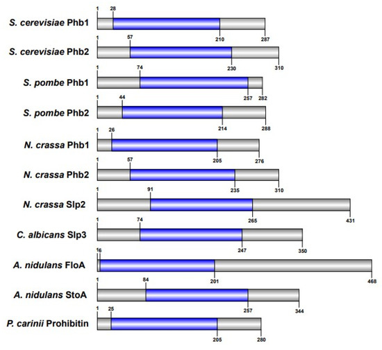 The SPFH Protein Superfamily in Fungi: Impact on Mitochondrial Function ...