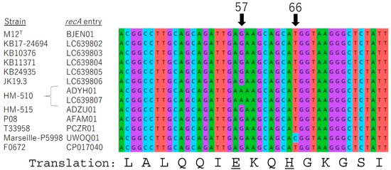 Common Features and Intra-Species Variation of Cutibacterium modestum ...