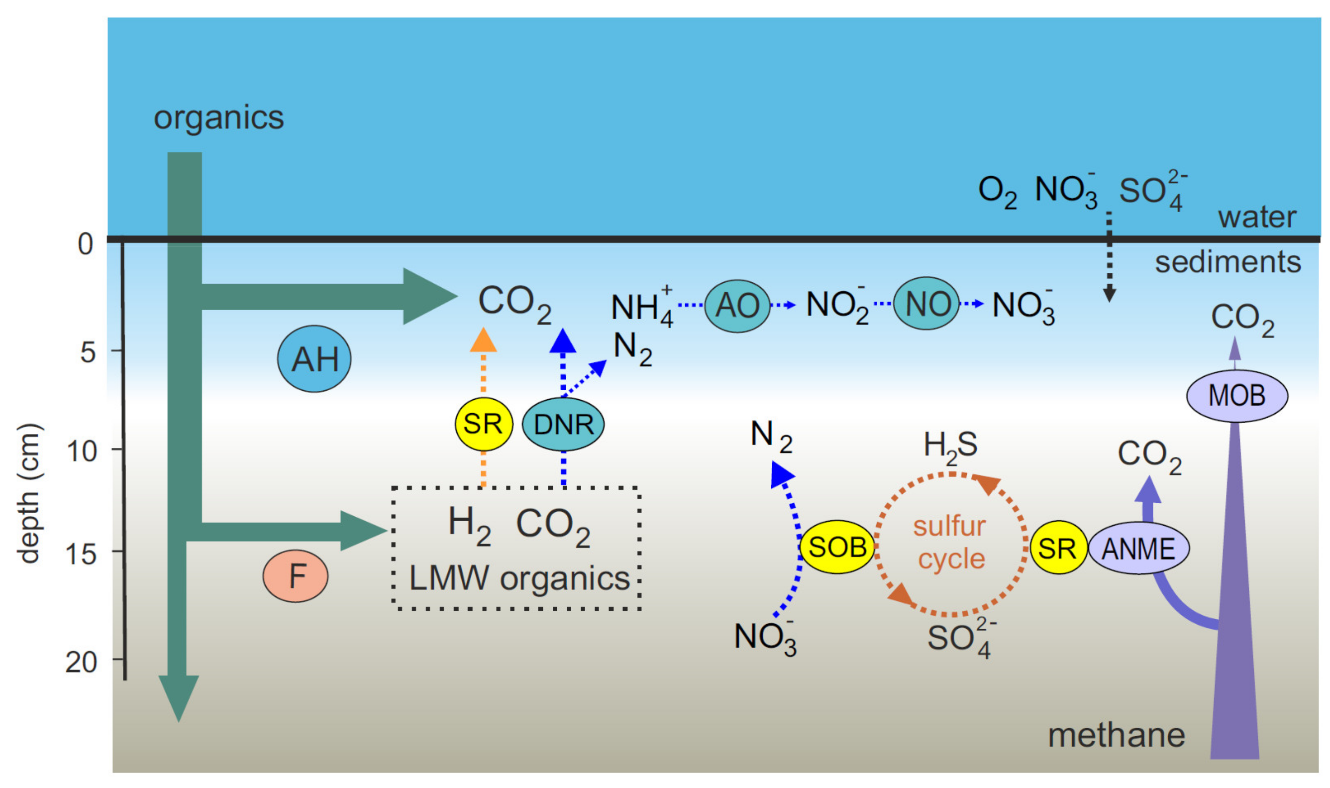 Microorganisms | Free Full-Text | Microbial Communities Involved in Methane, Sulfur, and ...