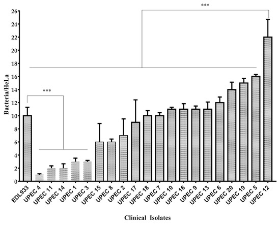 Bacterial Morphotypes as Important Trait for Uropathogenic E. coli ...