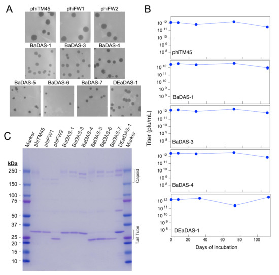 A Mycobacteriophage-Based Vaccine Platform: SARS-CoV-2 Antigen ...