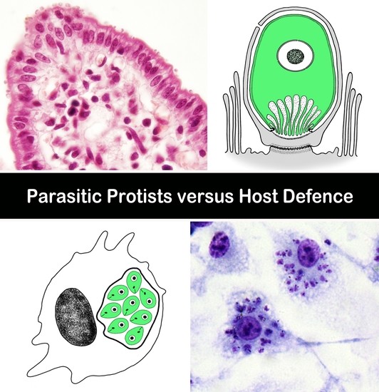 Microorganisms | Special Issue : Parasitic Protists: Diversity of ...