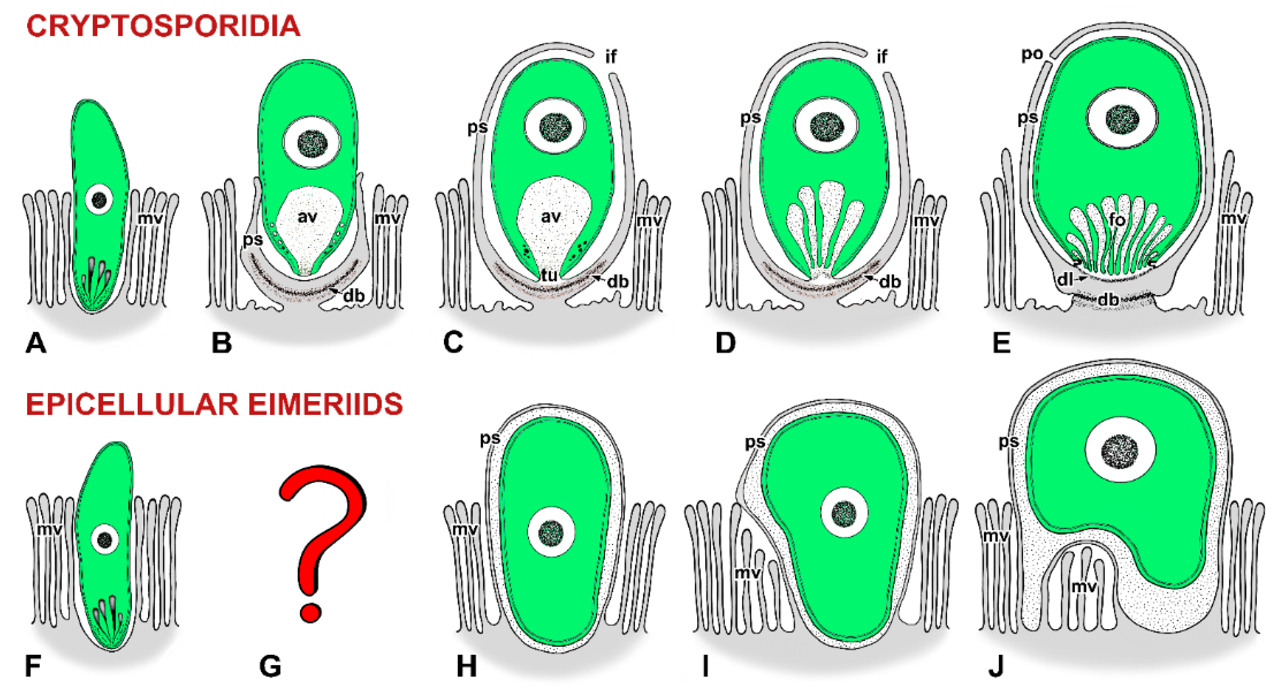 Hide-and-Seek: A Game Played between Parasitic Protists and Their Hosts