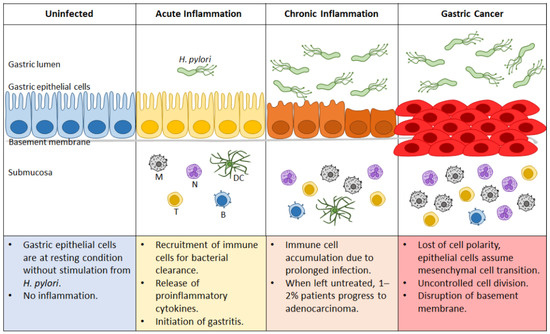 An Overview of Helicobacter pylori Survival Tactics in the Hostile ...