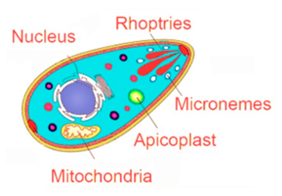 Toxoplasmosis: Current and Emerging Parasite Druggable Targets