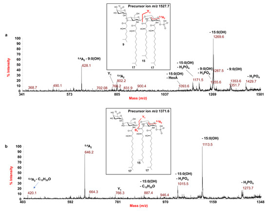 The Unusual Lipid A Structure and Immunoinhibitory Activity of LPS from ...
