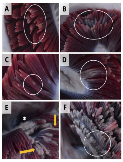 Assessment of Marine Gill Disease in Farmed Atlantic Salmon (Salmo ...