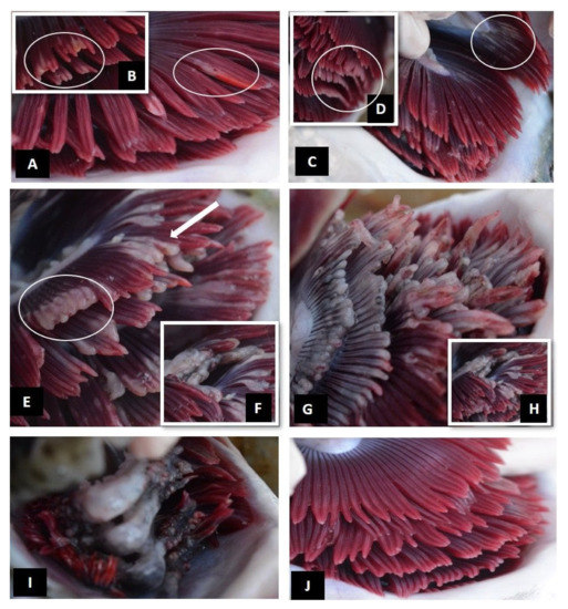 Assessment of Marine Gill Disease in Farmed Atlantic Salmon (Salmo ...