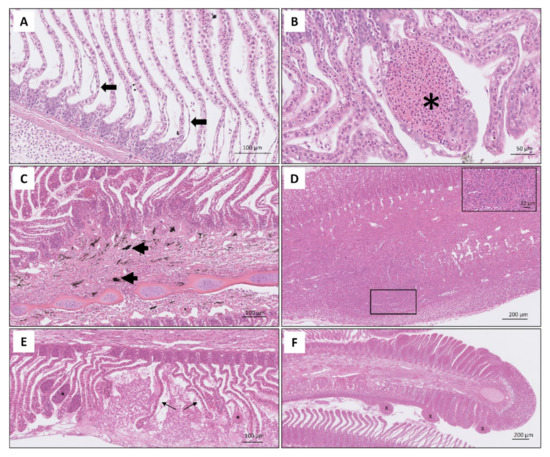 Assessment of Marine Gill Disease in Farmed Atlantic Salmon (Salmo ...