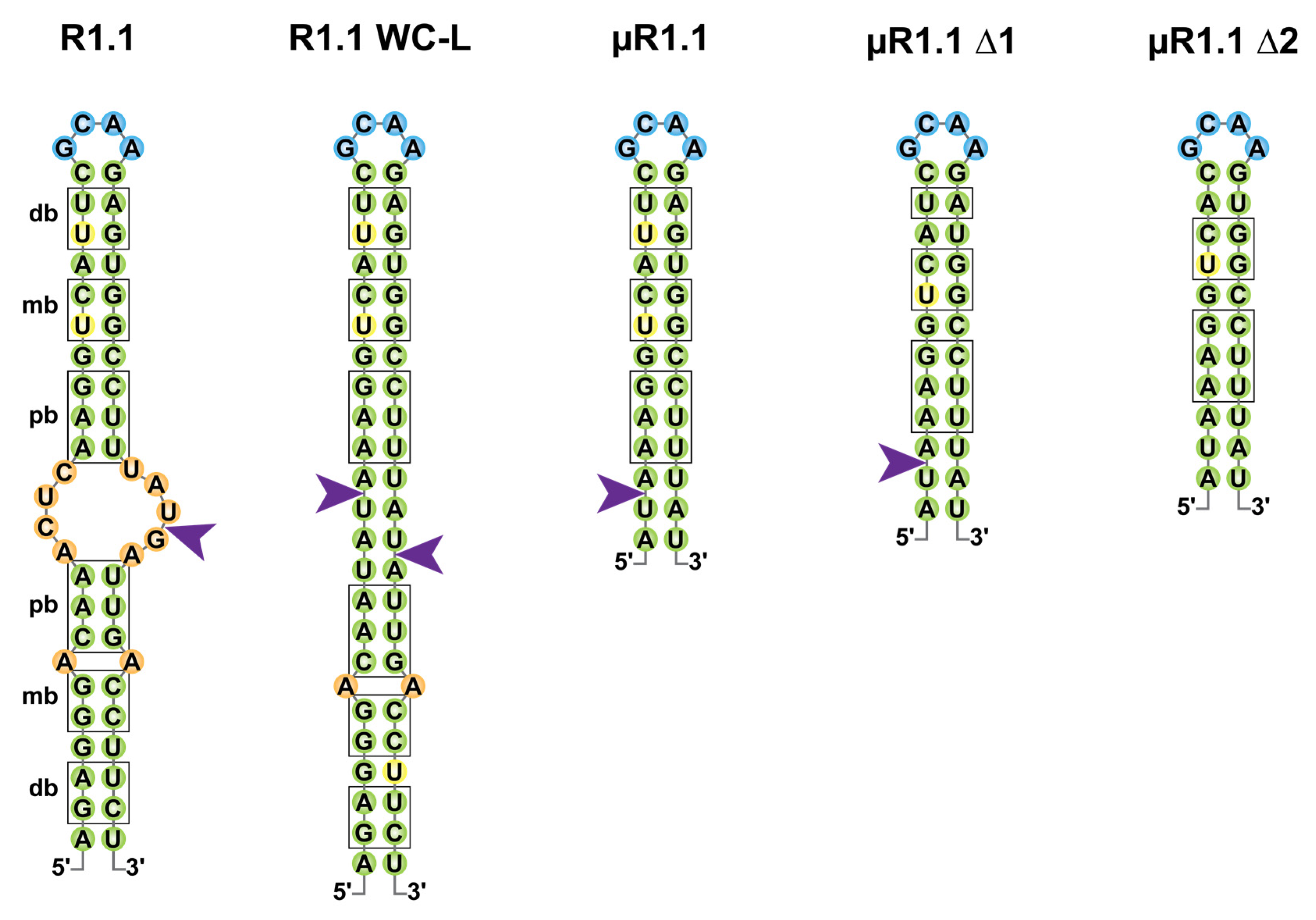 RNase III, Ribosome Biogenesis and Beyond