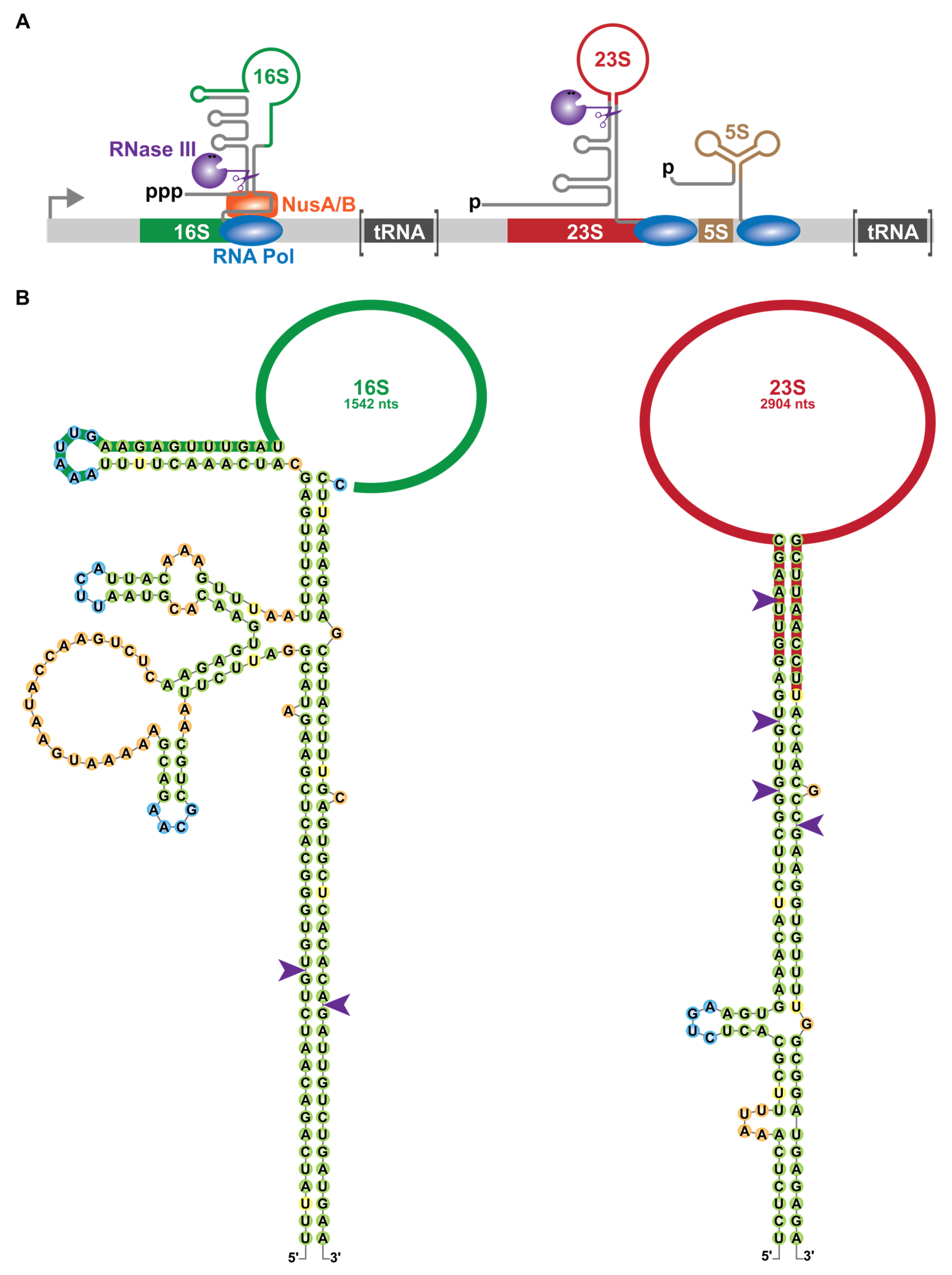 RNase III, Ribosome Biogenesis and Beyond