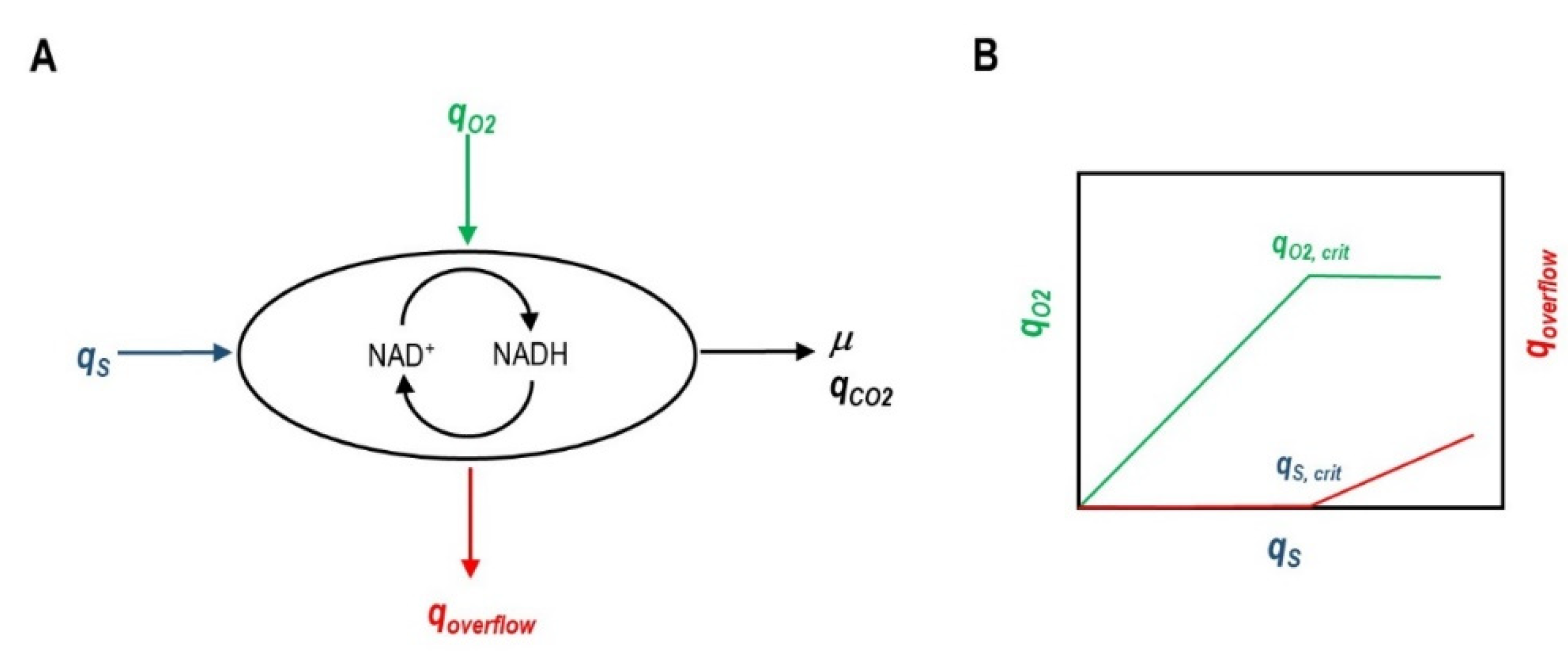 Vitreoscilla Haemoglobin: A Tool to Reduce Overflow Metabolism