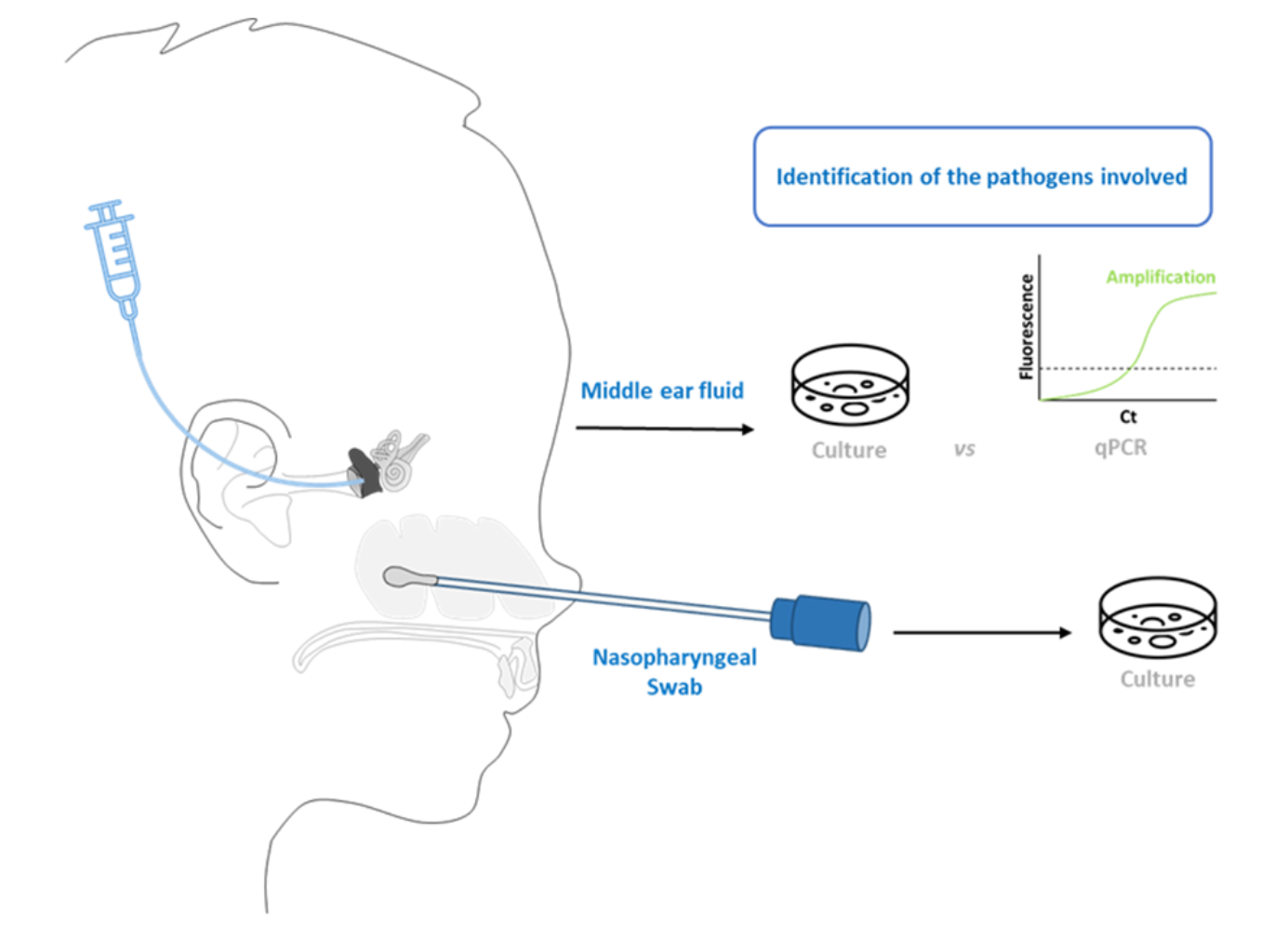 Microorganisms | Free Full-Text | Identification of the Bacterial ...