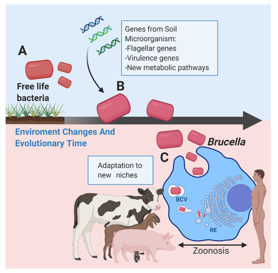 Brucella and Its Hidden Flagellar System