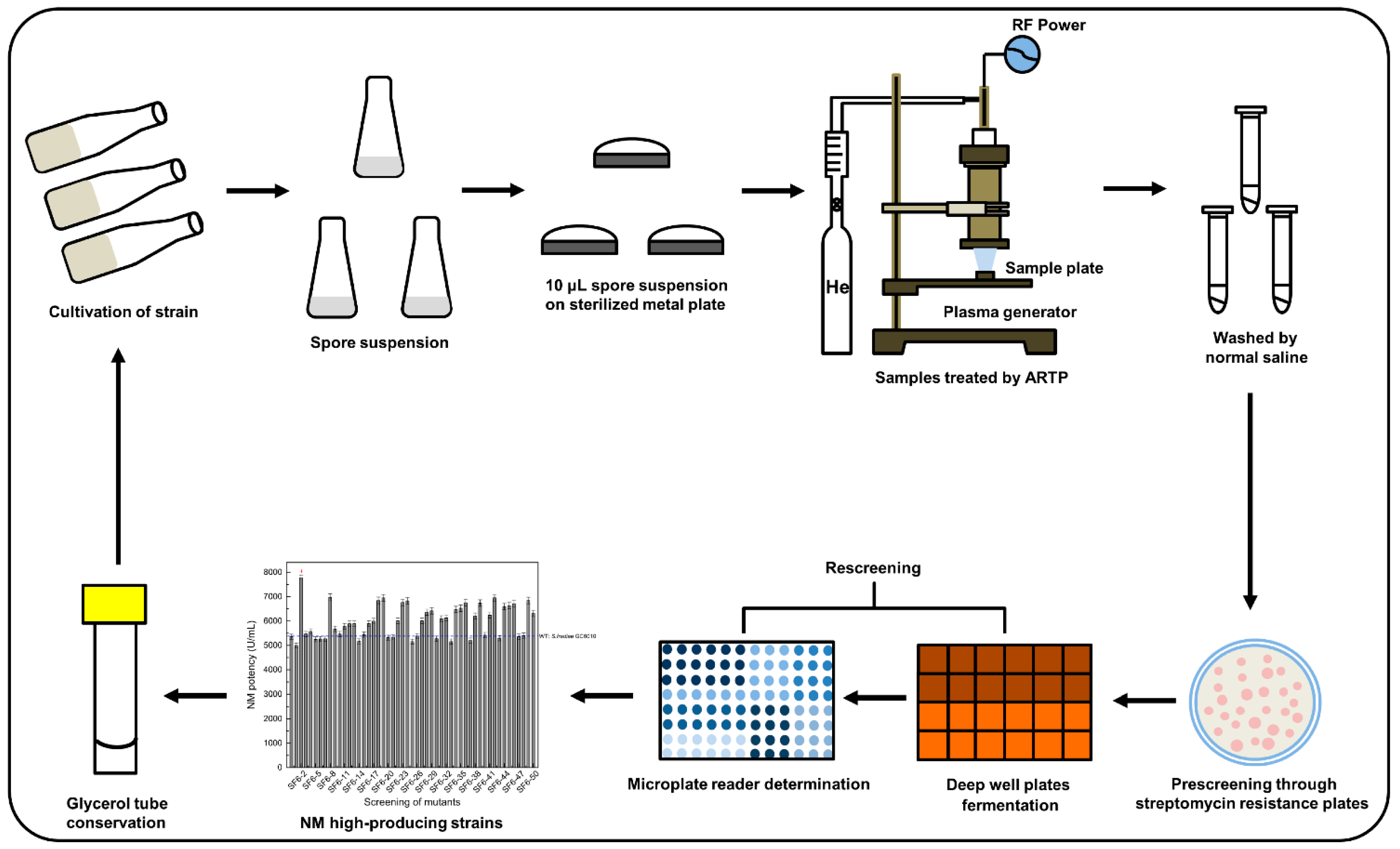 Improved Neomycin Sulfate Potency in Streptomyces fradiae Using ...