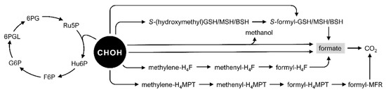 Unravelling Formaldehyde Metabolism in Bacteria: Road towards Synthetic ...