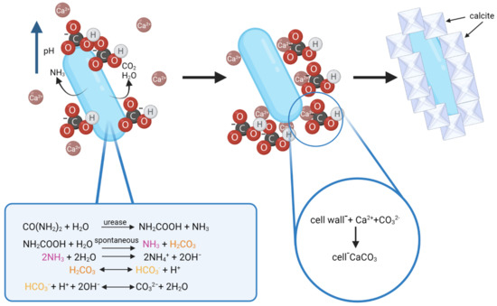 Into the Unknown: Microbial Communities in Caves, Their Role, and ...